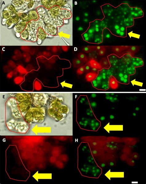 Multinucleated Cells Without Chlorophyll In B Braunii Race A A E Download Scientific