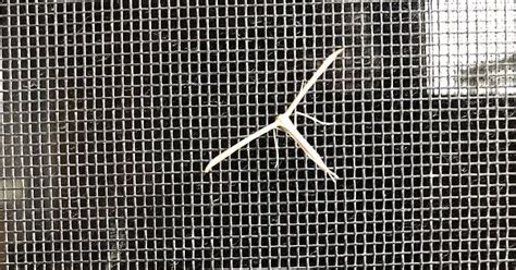 Bug Northern Nevada Album On Imgur