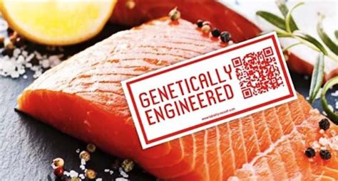 Groups Sue Fda Over Approval Of Genetically Engineered Salmon Ecowatch