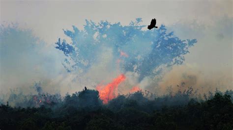Queimadas No Pantanal Crescem Mais De 200 E Batem Recorde Ciclovivo