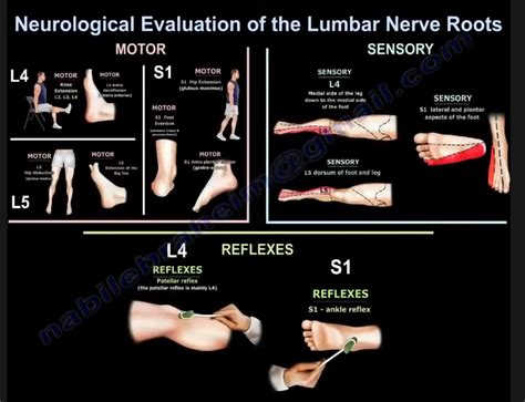 Physical Exam Of The Lower Spine And Lower Extremities By Nabil