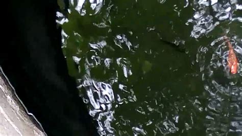 Ca V G Trong Gieng Lang Toi YouTube