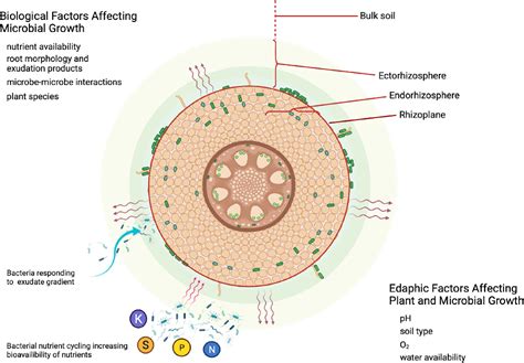 Figure 1 From The Role Of Synthetic Microbial Communities Syncom In Sustainable Agriculture