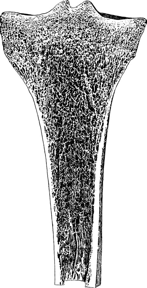 Vintage Illustration Of The Upper End Of Tibia In A Frontal Section Vector Section Line