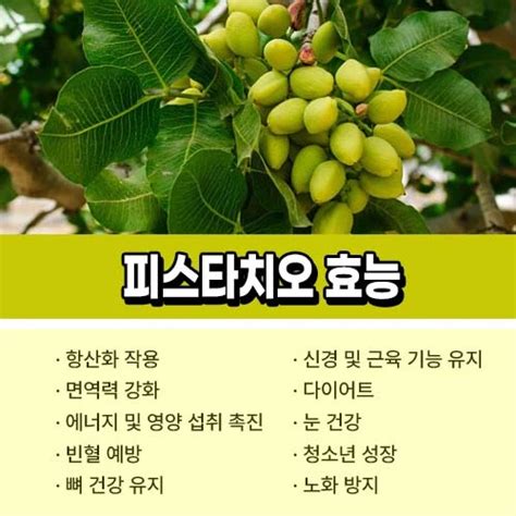 피스타치오 효능 부작용 칼로리 하루 섭취량 페이스트 파우더 차이