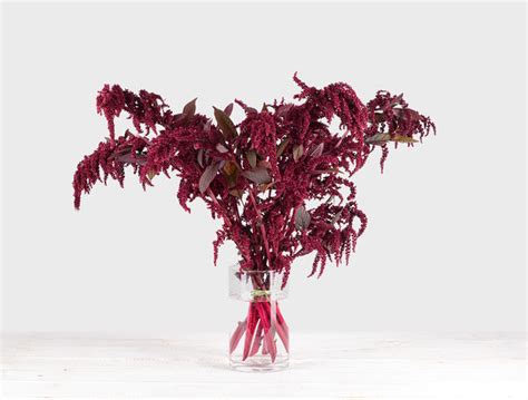Amaranthus 1 Bund Von Blumenpost Frisch Liefern Lassen
