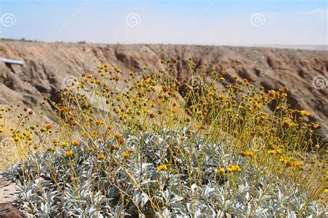 California Park Series Anza Borrego Desert Brittlebush Flowering