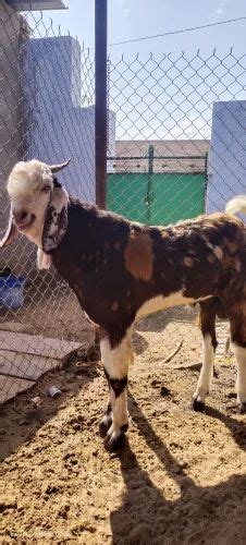 Male Brown Gujari Goat Kurbani 70 Kg At Rs 18000 Piece In Nagaur ID