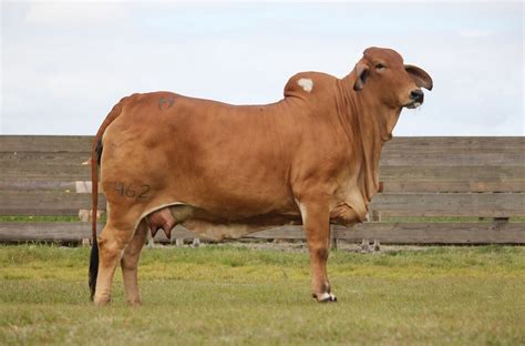 Brahman Cattle Brahman Genotyping The Brahman Cattle Breeders