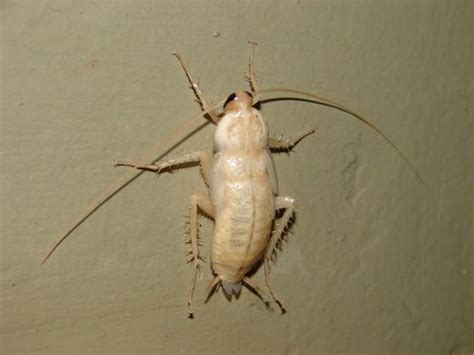 Photos Of White Cockroach Boing Boing