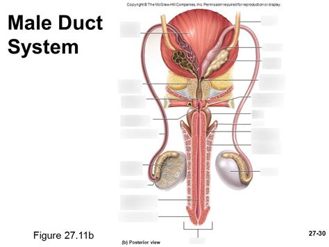 Male Duct System Diagram Quizlet