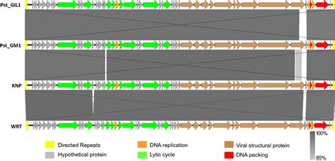 Genome Sequence Alignment Of Pstgil1 And Pstgm1 With The Two Most