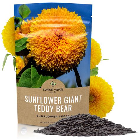 Giant Teddy Bear Sunflower Seeds Sweet Yards