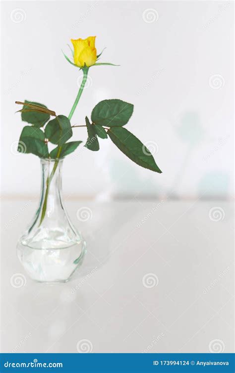 Fresh Fragrant Yellow Rose Flower Single Rose Stem In Glass Vase