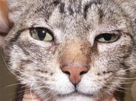Blepharitis Due To Cryptococcus Neoformans In A Cat From Northern Portugal