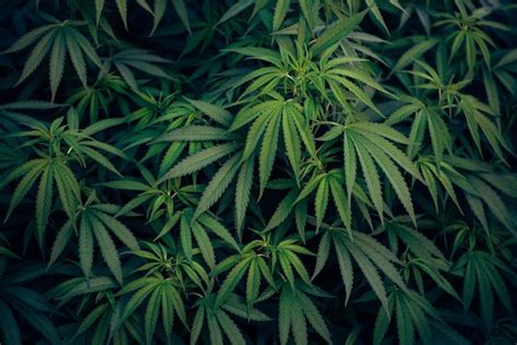 Fondo De Pantalla De Hierba De Marihuana Foto Premium