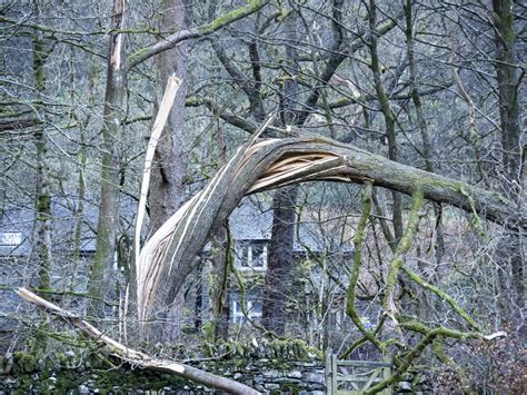 Storm Blown Tree Stock Image C Science Photo Library