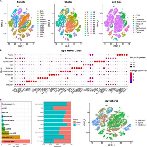 Identification Of Malignant Cell Clusters In Stomach Adenocarcinoma