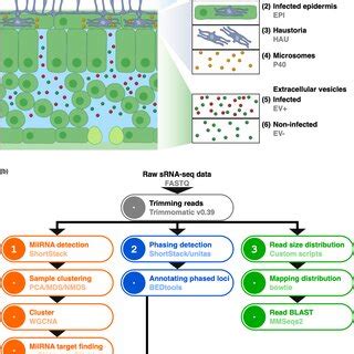 Isolation Of Total RNA From Six Distinct Sample Types A We Isolated Download Scientific