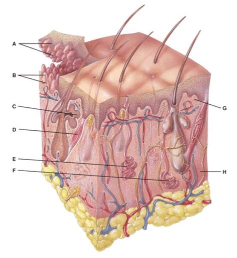 Integumentary System Labeling Diagram Quizlet