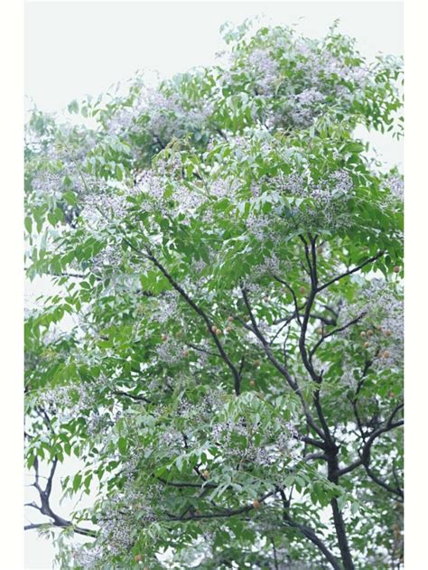 暮春浅夏楝花绽放散发着淡淡的花香门前桃李都飞尽又见春光到楝花楝花始于暮春收梢于初夏作为二十四番花信风最后一期花信风楝花谢尽