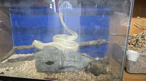 Ball Python Morph Breeders And Enclosures
