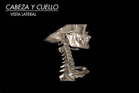 Atlas De Osteología Humana