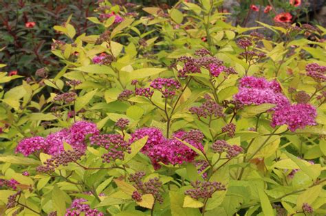 Spiraea Japonica Golden Princess Lisp Ballyrobert Gardens