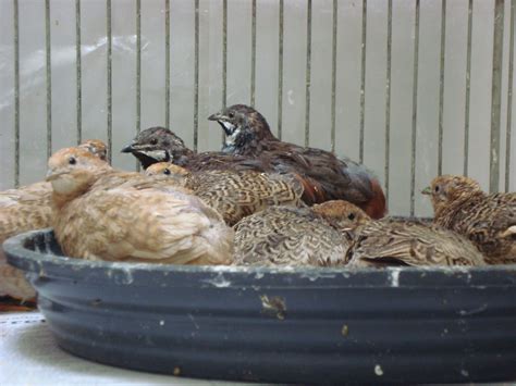 Codorna Chinesa Codorna Chinesa Blue Face Cinnamon Canela Silver