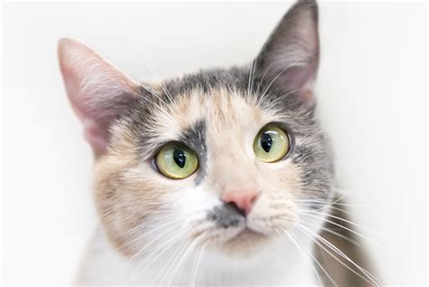 Warna Kucing Beserta Istilah Jenisnya Blog Ruparupa