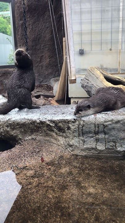 眠たいヒナタちゃんドンくんが気になる コツメカワウソ東山動植物園 Youtube