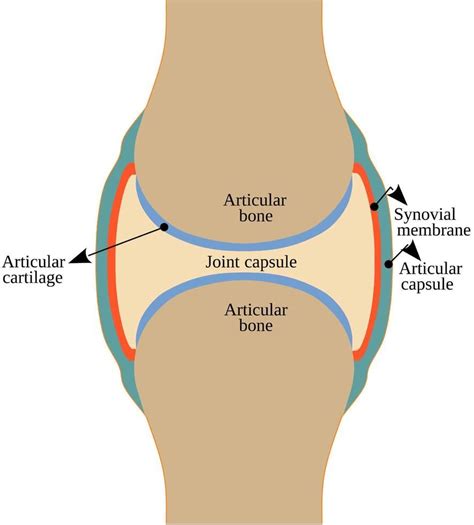 Joint Definition Anatomy Movement Types Examples Artofit