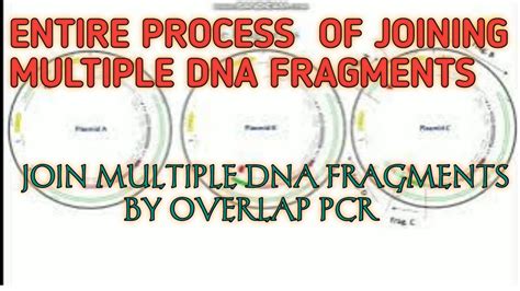 Join Multiple Dna Fragments Ll Overlap Pcr Ll Xgene And Proteinx Youtube