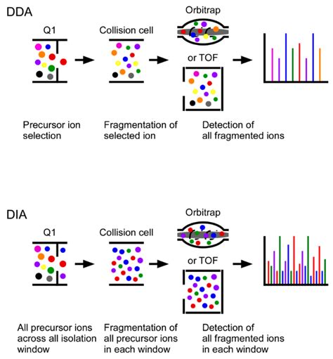 Dia Ms Data Independent Acquisition Mass Spectrometry Based Quantitative Service Mtoz Biolabs