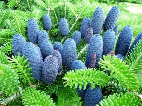 Sadzonki Jodła Nobilis Niska Cena Na Allegropl