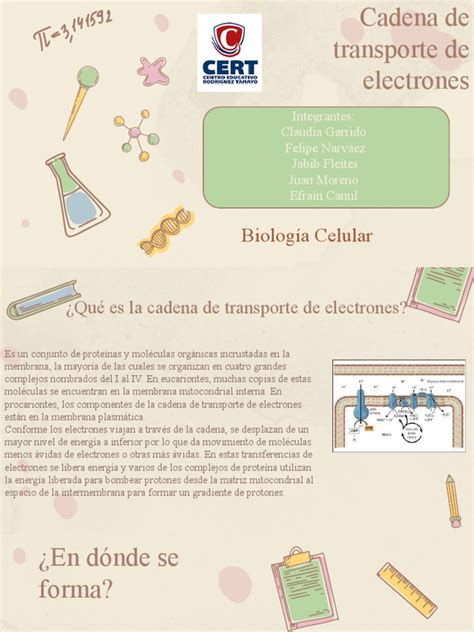 Presentacion De Cadena De Transporte De Electrones Exposicion Pdf
