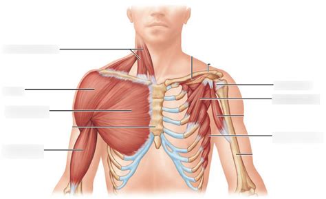 Muscles That Move Pectoral Girdle Plus More Diagram Quizlet