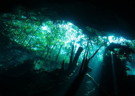 The Cenote Guy Cenote Diving 플라야 델 카르멘 The Cenote Guy Cenote