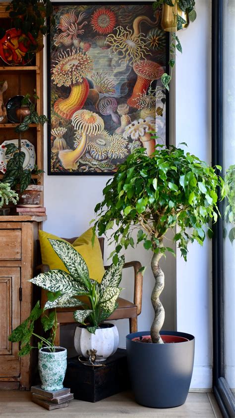 Ficus Exotica Spiral Weeping Fig Ficus Benjamina Buy Now Happy