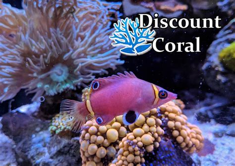 Yellow Banded Possum Wrasse Sharpnose Wrasse Pygmy Possum Wrasse