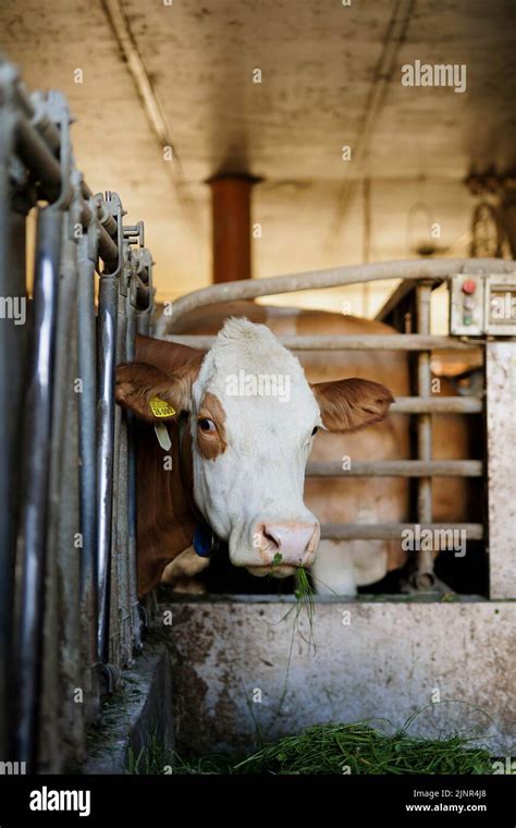 Production De Lait De Foin Sur Une Ferme En Bavière Au 15 Juin 2022