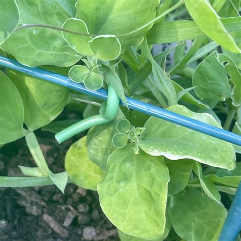 How To Transplant Sweet Peas Into The Garden Growhappierplants
