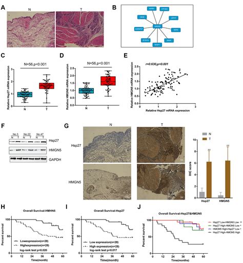 HMGN5 Promotes IL 6 Induced Epithelial Mesenchymal Transition Of