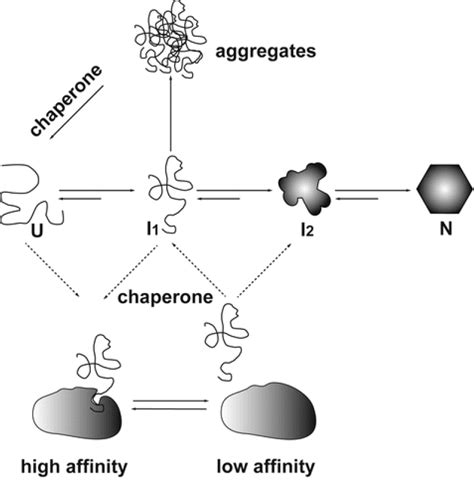 Aggregation Prevention Assay For Chaperone Activity Of Proteins Using