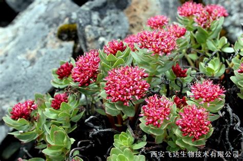 绿萝花图片红景天 红景天图片植物图片 绿萝花图片效 大山谷图库
