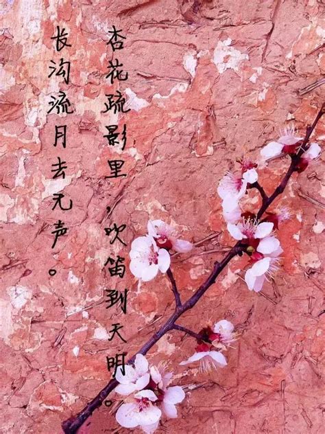 杏花疏影里吹笛到天明 每日頭條