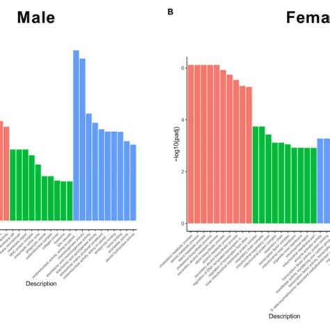 Functional Go Categories Of Degs Ko Vs Wt A Go Classification In Download Scientific