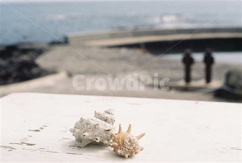 조개 소라 바다 필름 자연 사진이미지일러스트캘리그라피 Ruessay작가