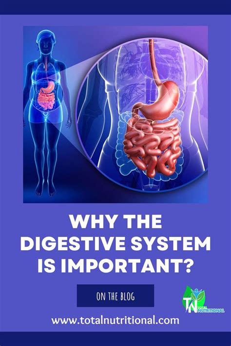 Why The Digestive System Is Important Digestive System Digestion