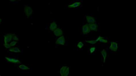 Azgp1 Monoclonal Antibody C5 Invitrogen 200 μl Unconjugated
